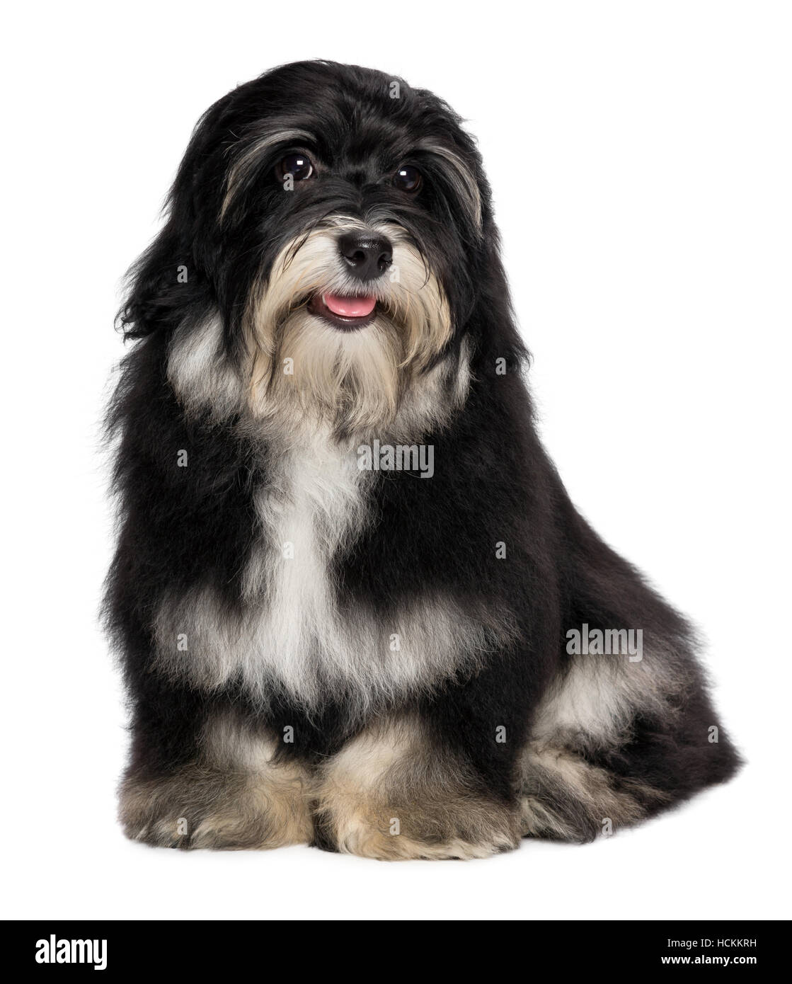 Cute Little Tricolor Havanese Puppy Stockfotos und -bilder Kaufen - Alamy