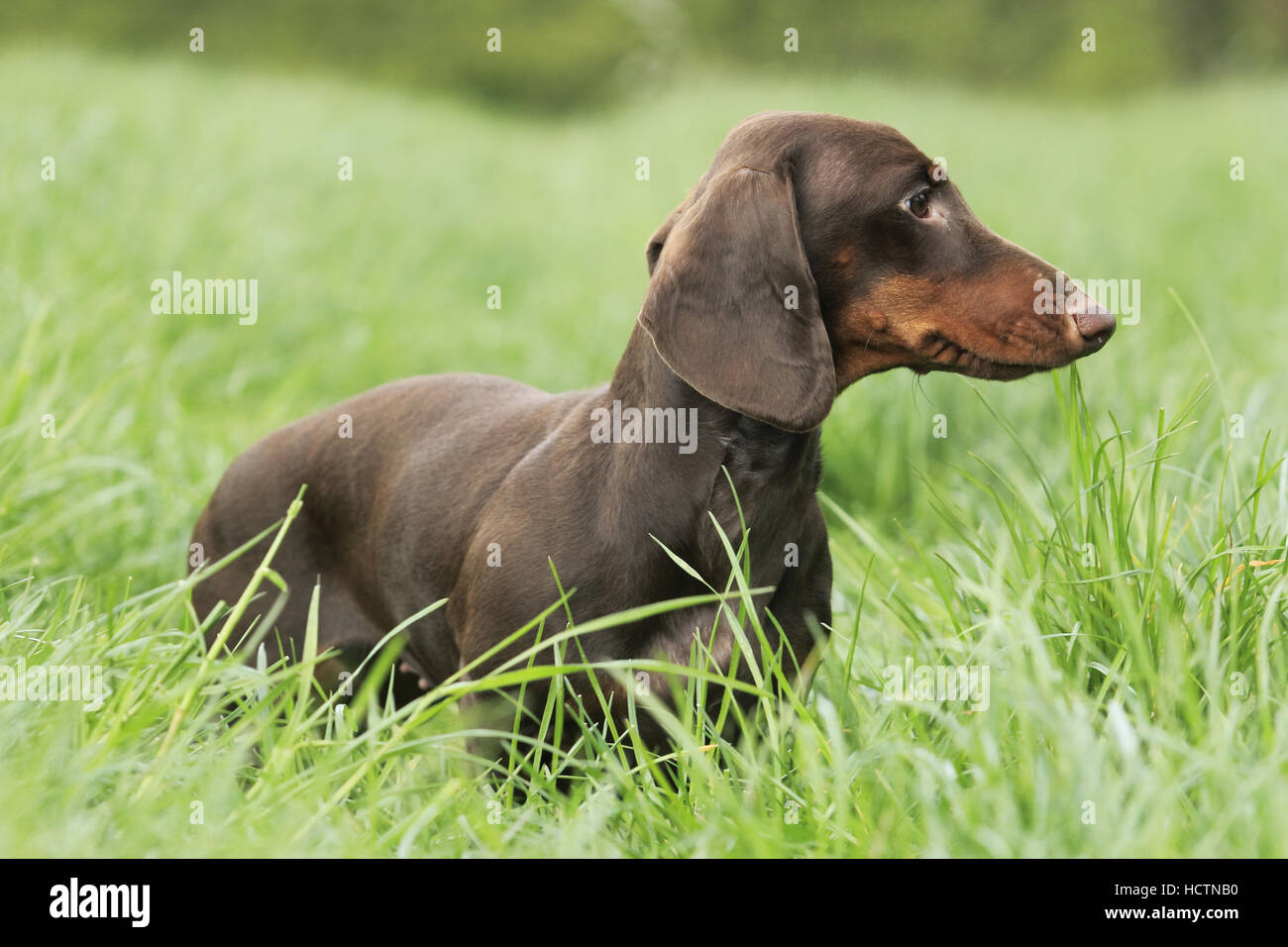 Dackel sitzend -Fotos und -Bildmaterial in hoher Auflösung – Alamy