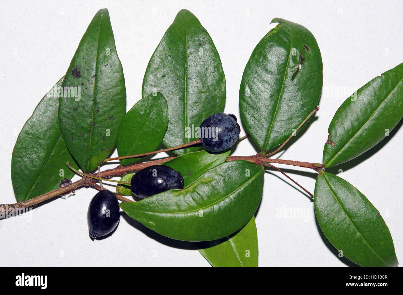 Myrthus communis -Fotos und -Bildmaterial in hoher Auflösung – Alamy