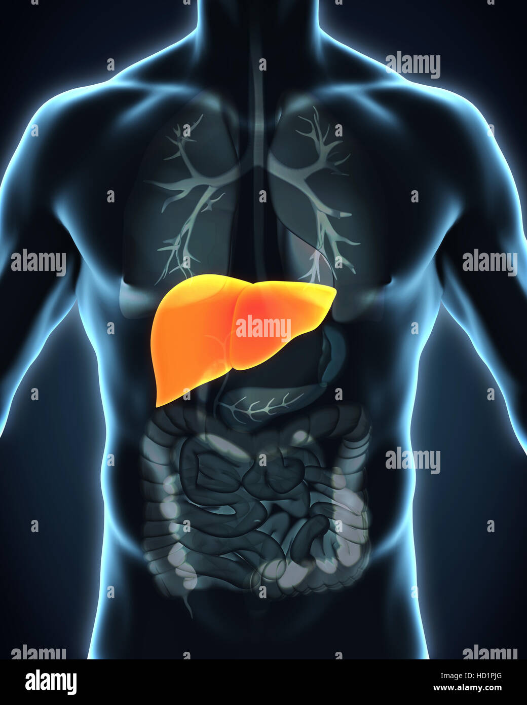Anatomy Liver Gallbladder Stomach Stockfotos und -bilder Kaufen - Seite ...