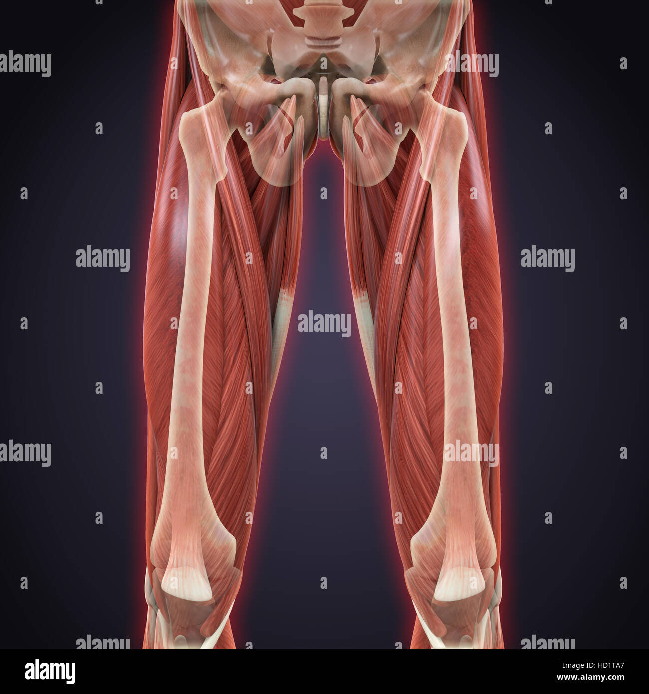 Oberschenkel Muskeln Anatomie Stockfotografie - Alamy