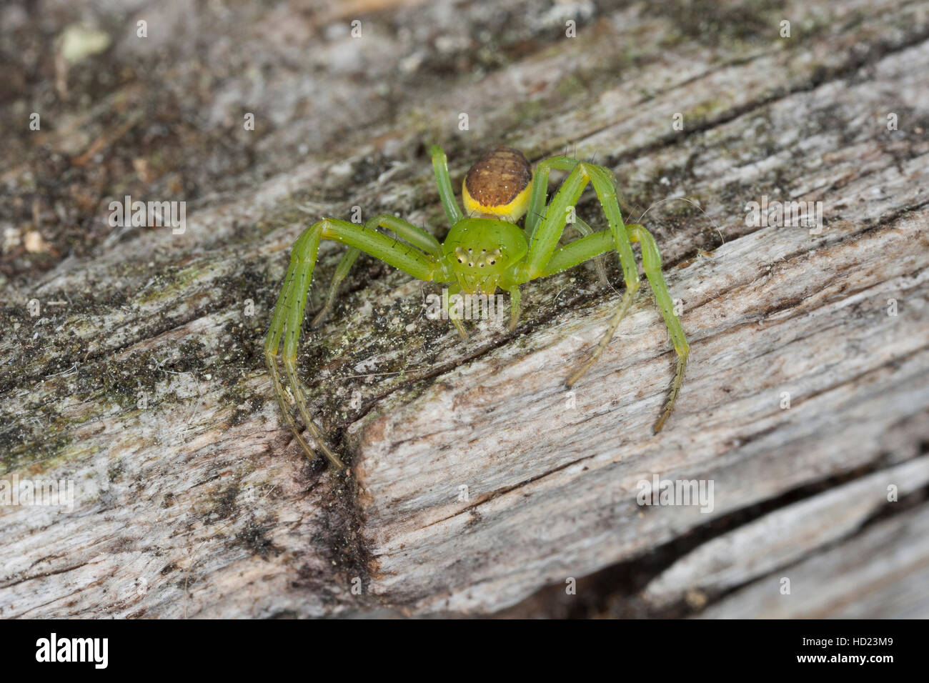 Grüne Krabbenspinne, Grünbraune Krabbenspinne, Diaea Dorsata, grüne ... Grüne Krabbenspinne, Grünbraune Krabbenspinne, Diaea Dorsata, grüne ...