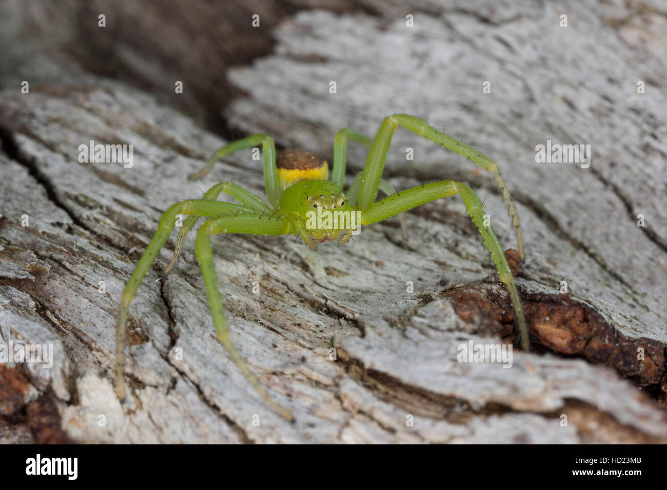 Grüne Krabbenspinne, Grünbraune Krabbenspinne, Diaea Dorsata, grüne ... Grüne Krabbenspinne, Grünbraune Krabbenspinne, Diaea Dorsata, grüne ...