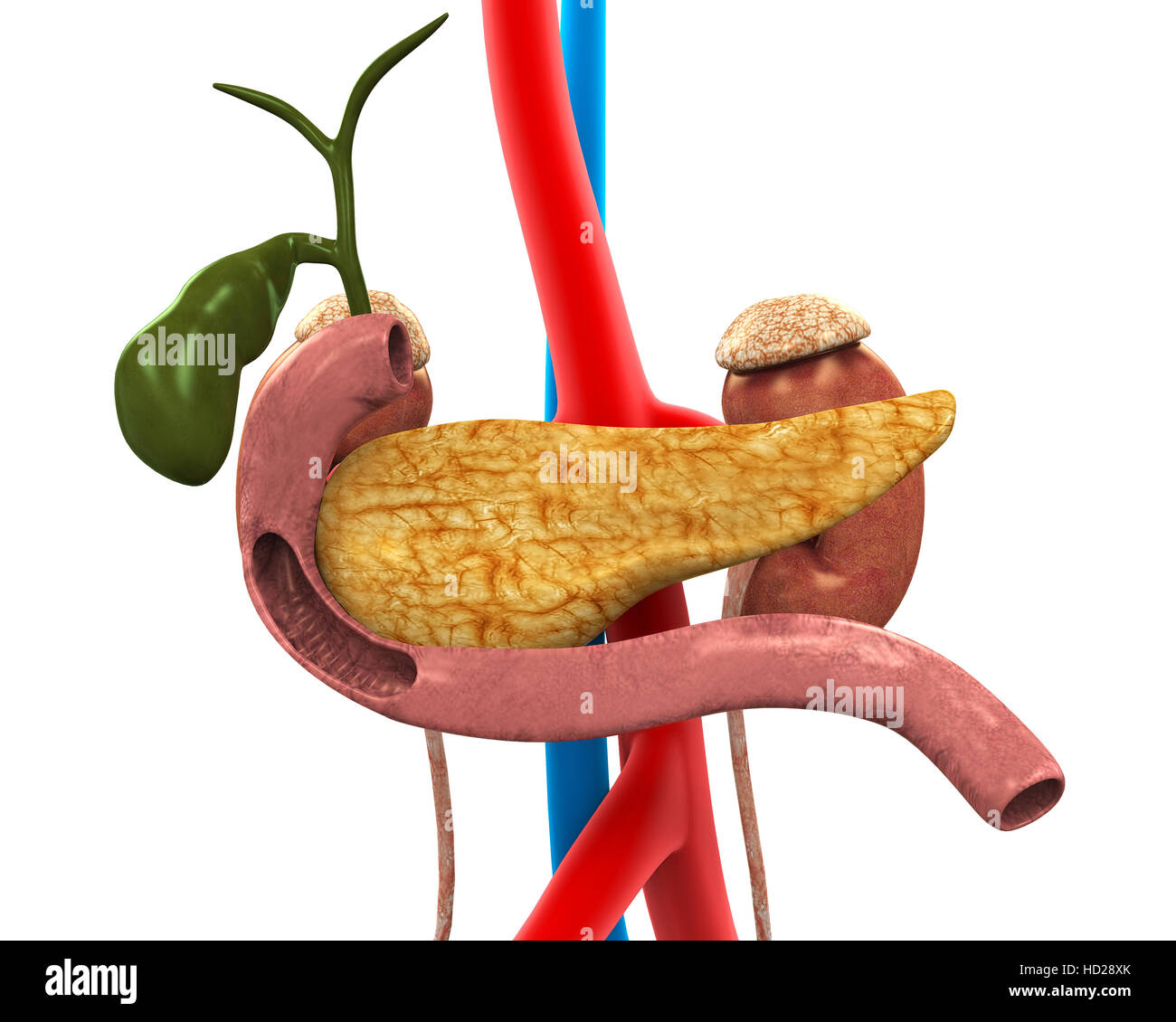 Menschliche Gallenblase und Bauchspeicheldrüse Anatomie Stockfotografie ...