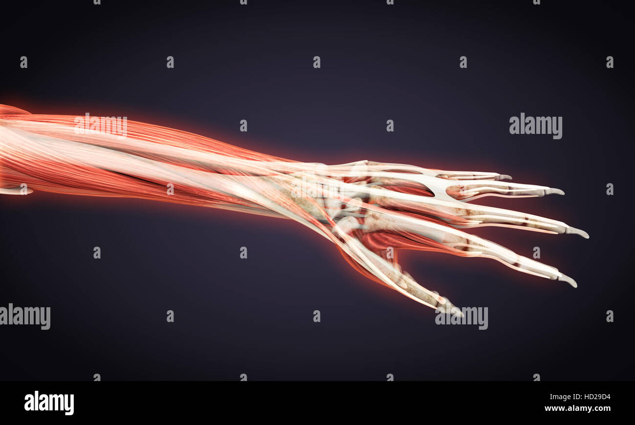 Anatomie der menschlichen Hand Stockfotografie - Alamy