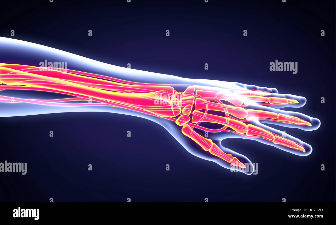 Anatomie der menschlichen Hand Stockfotografie - Alamy