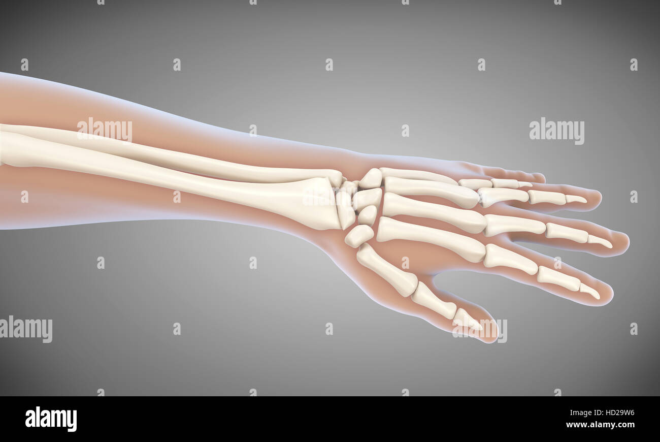 Anatomie der menschlichen Hand Stockfotografie - Alamy