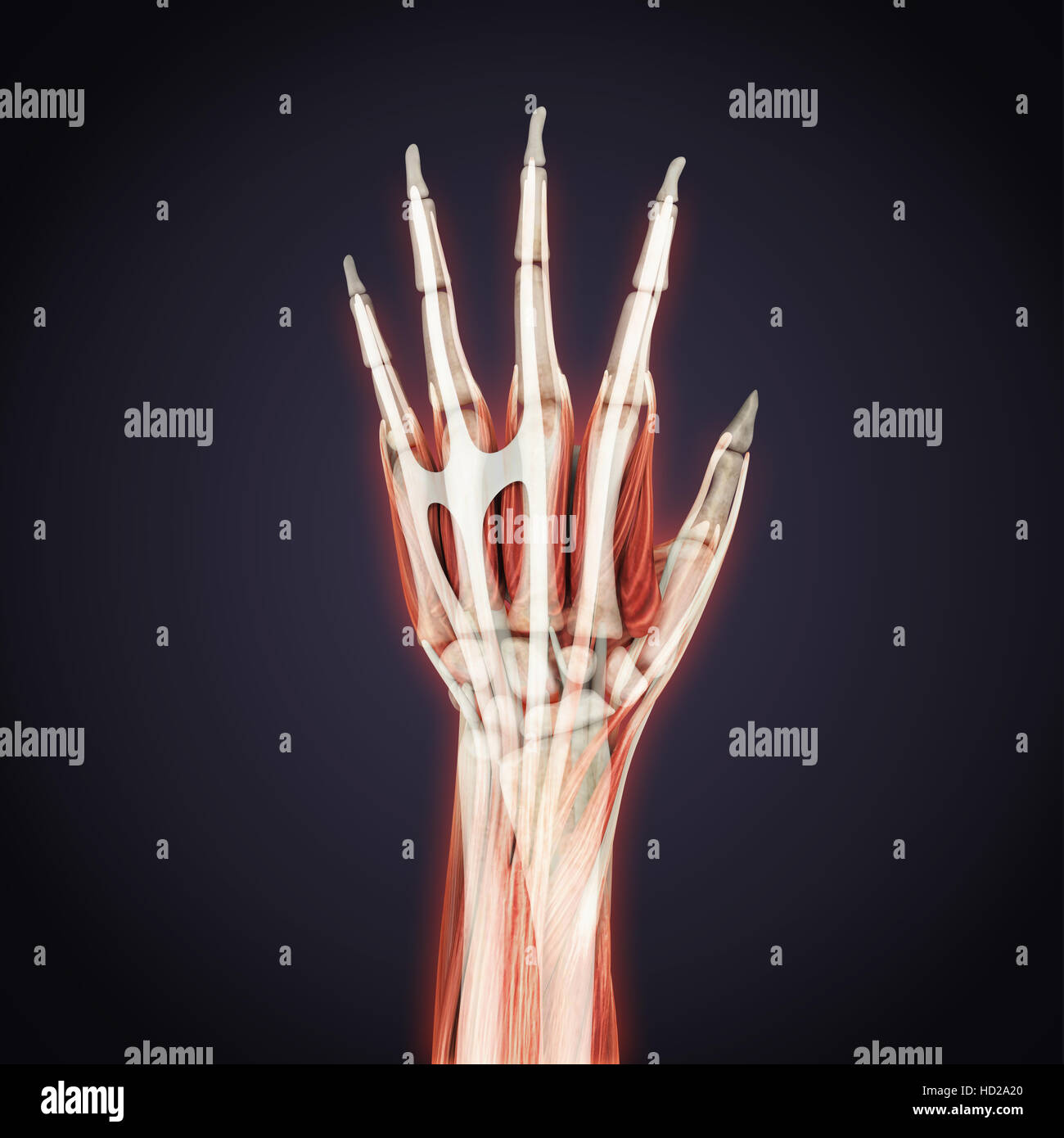 Anatomie der menschlichen Hand Stockfotografie - Alamy