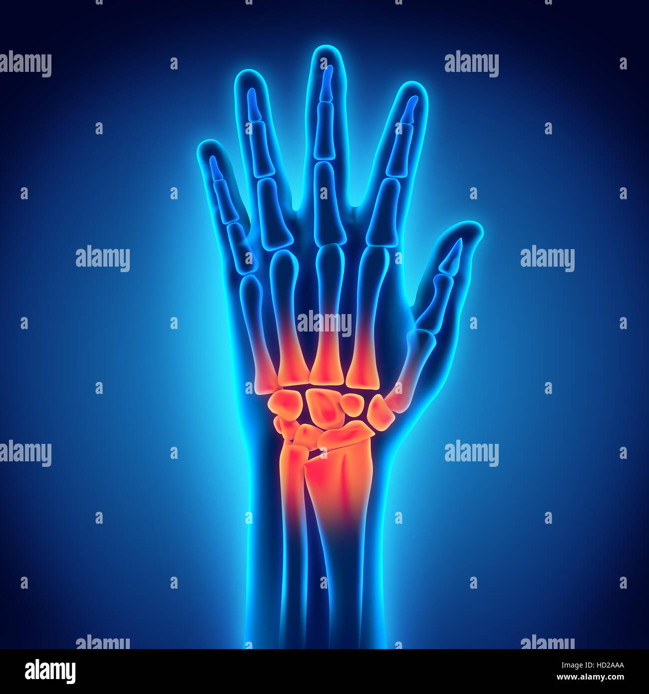 Anatomie der menschlichen Hand Stockfotografie - Alamy