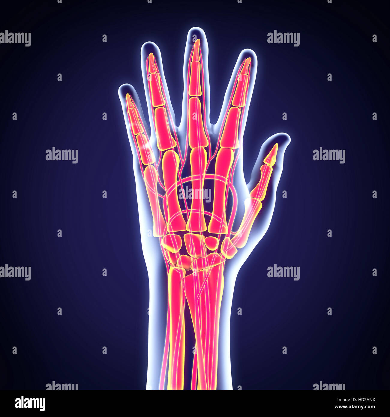 Anatomie der menschlichen Hand Stockfotografie - Alamy