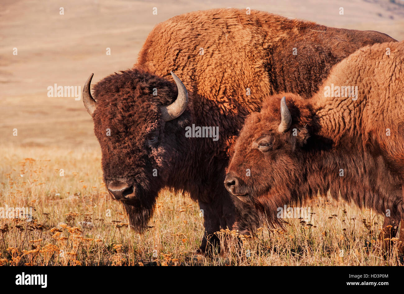 Female bison -Fotos und -Bildmaterial in hoher Auflösung – Alamy