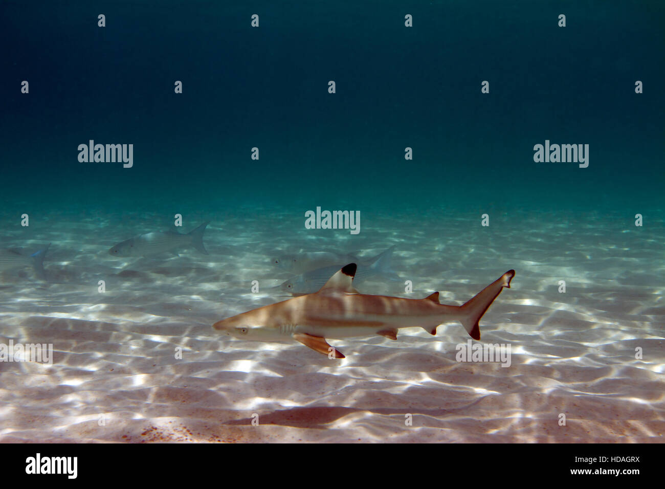 Schwarzspitzen-Riffhai-Kindergarten. Junge Riff-Haie genießen Sie die ...