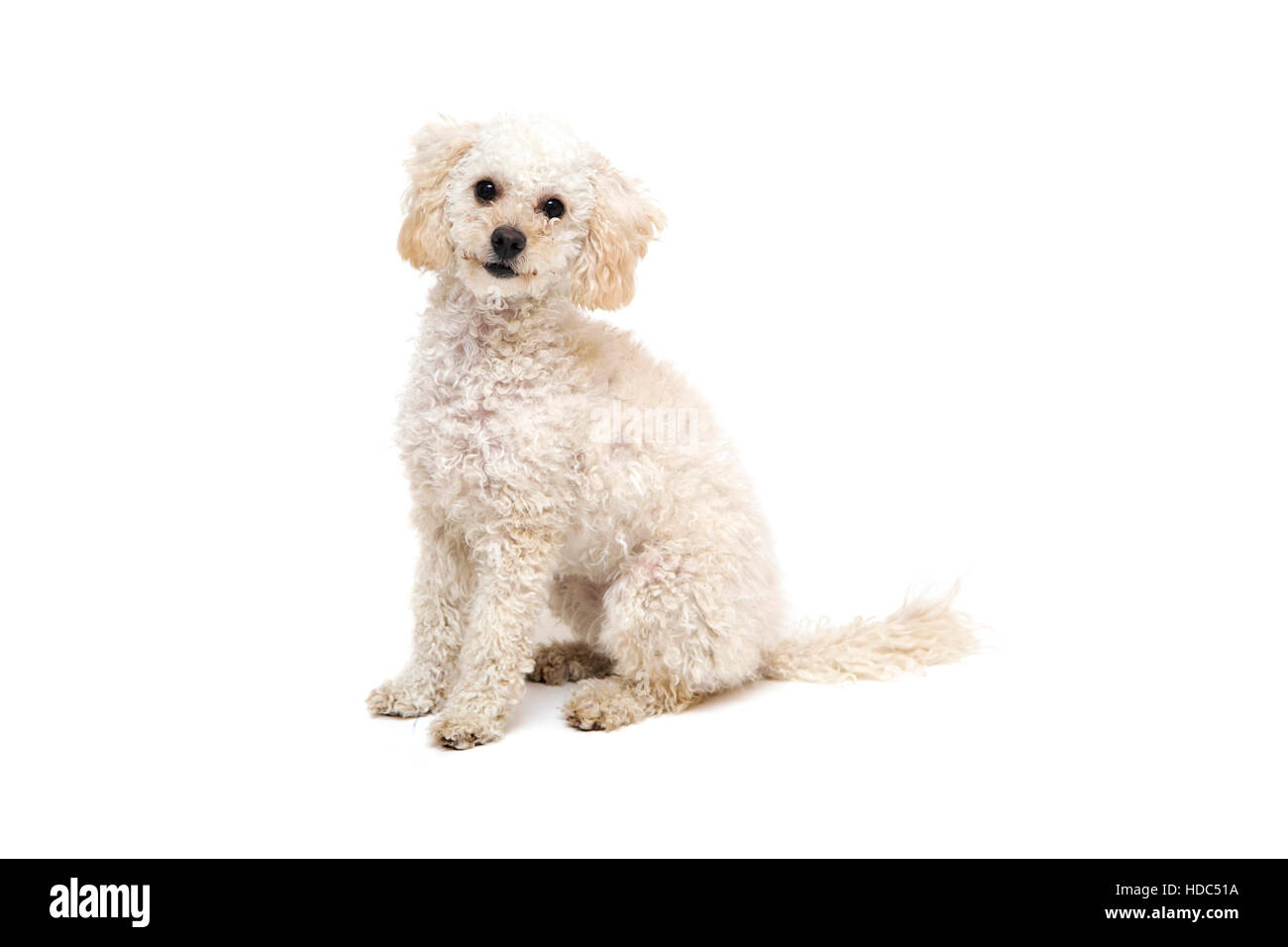 Niedliche kleine weiße Pudel isoliert auf weiss Stockfotografie - Alamy