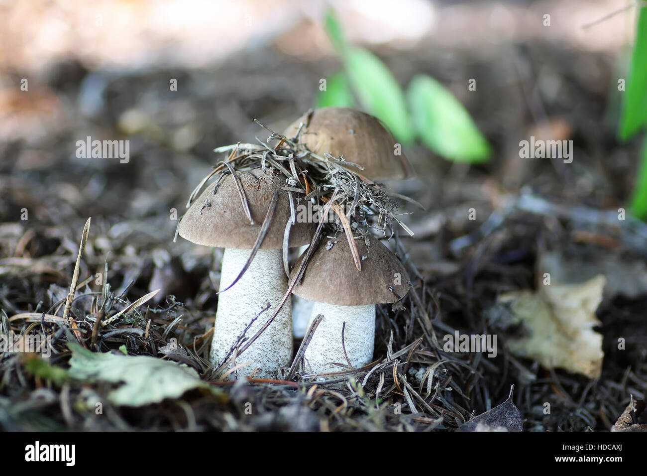 essbare braune Haube Steinpilzen Hut Pilz Stockfotografie - Alamy