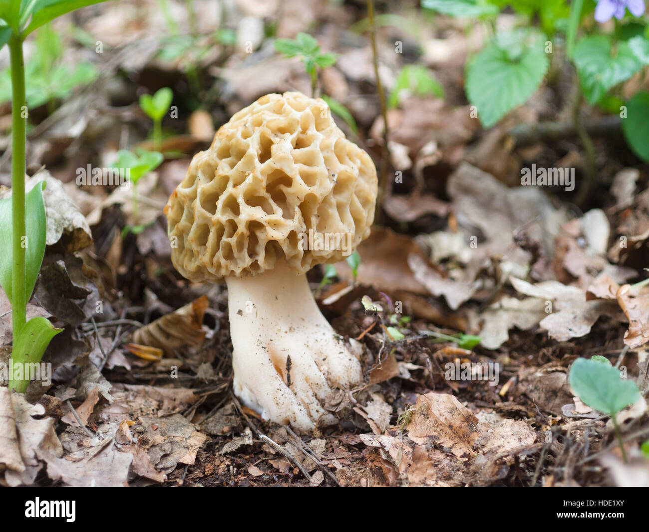 Wahrer morchel morchella esculenta -Fotos und -Bildmaterial in hoher ...