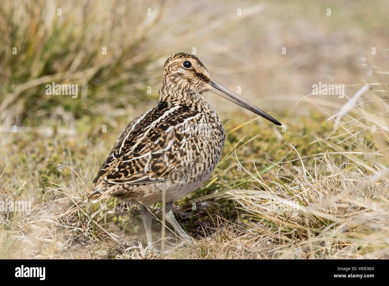 Gallinago magellanica magellanica -Fotos und -Bildmaterial in hoher ...