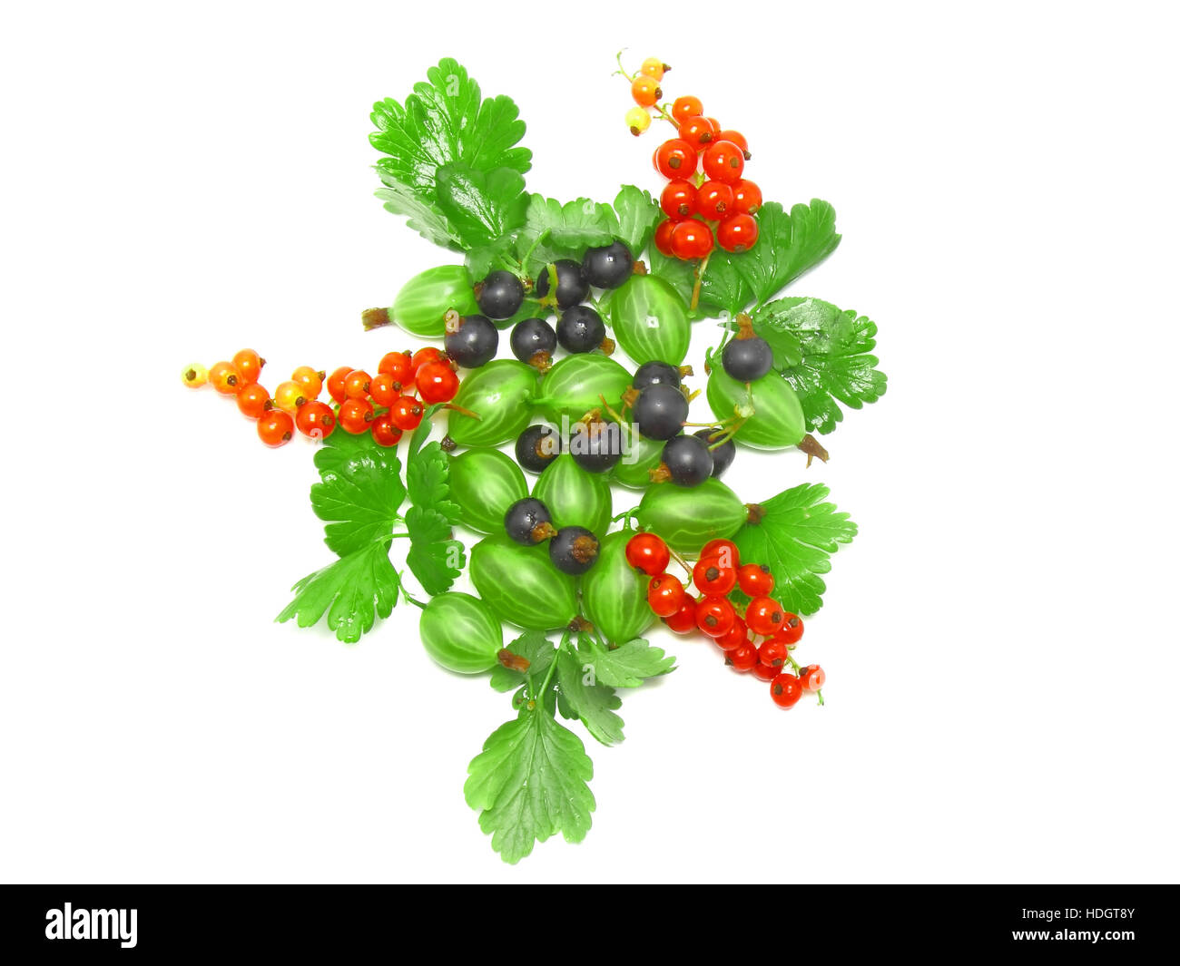 Berry Mix-rote und schwarze Johannisbeere mit Blatt auf weißem Hintergrund. Ansicht von oben ...
