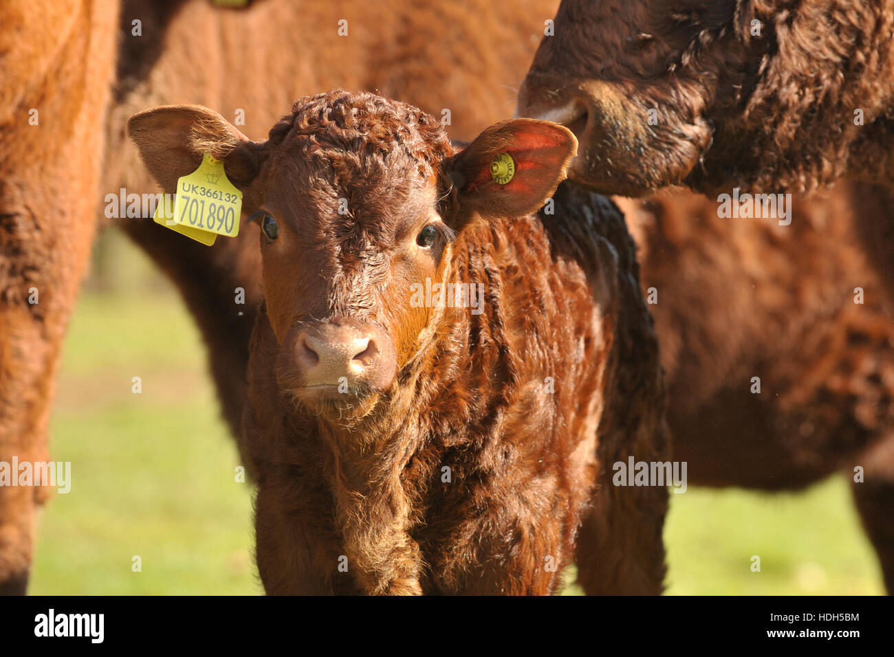 Kuh Mit Ohrmarke Stockfotos und -bilder Kaufen - Alamy