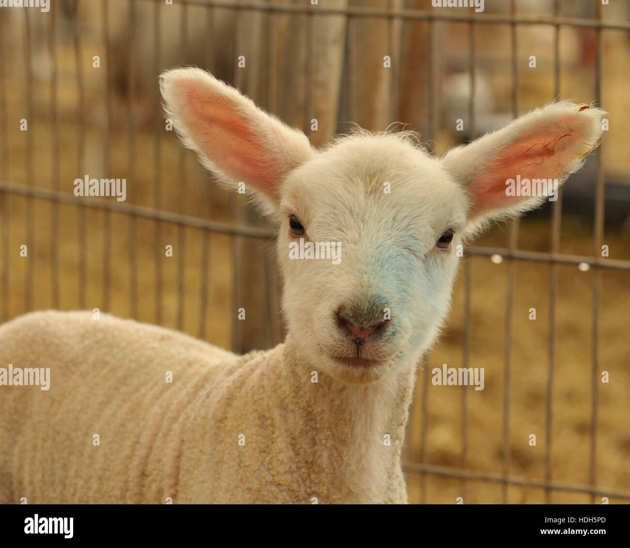 Altes Lamm Stockfotos und -bilder Kaufen - Alamy