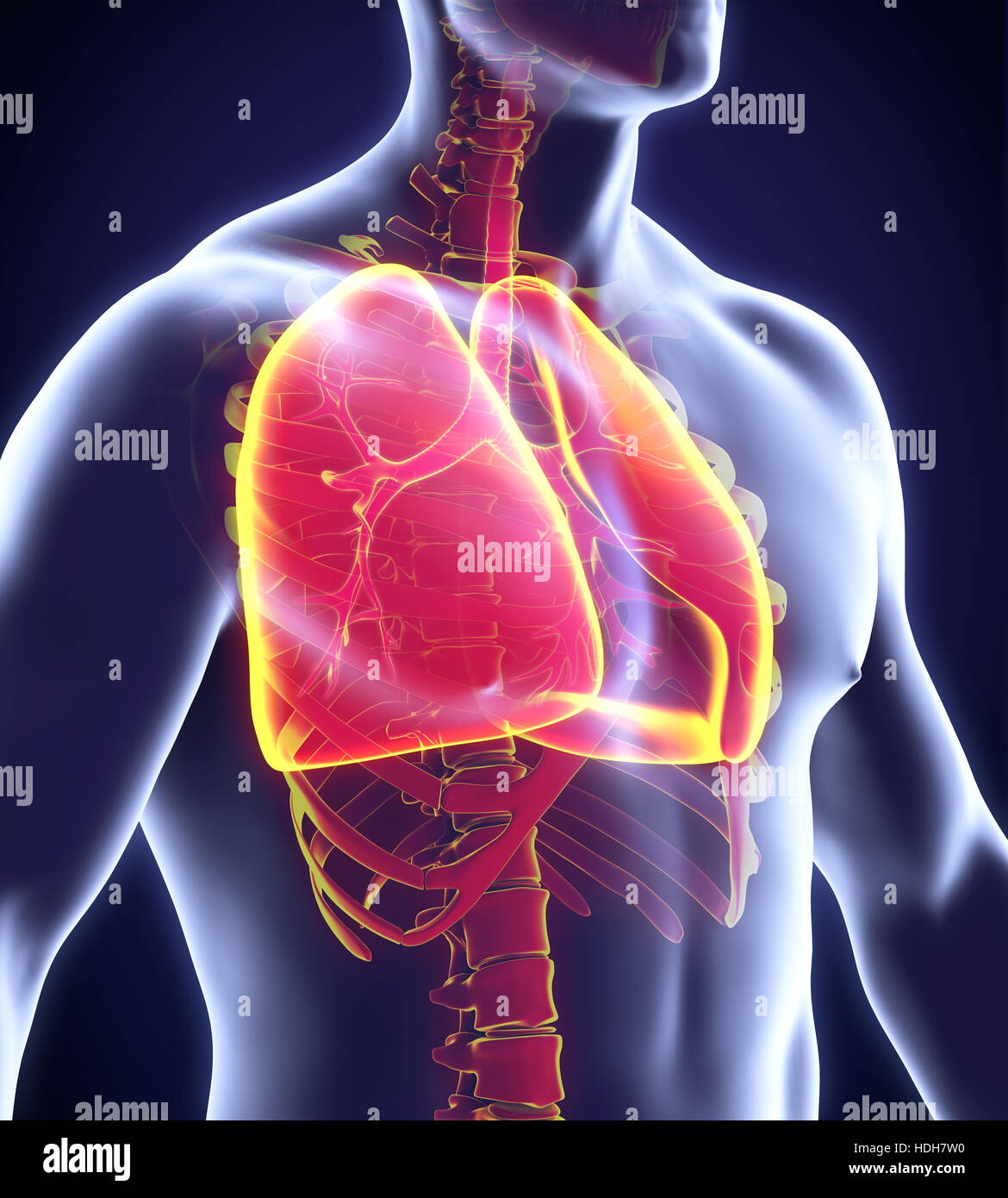 Menschliches atmungssystem -Fotos und -Bildmaterial in hoher Auflösung ...