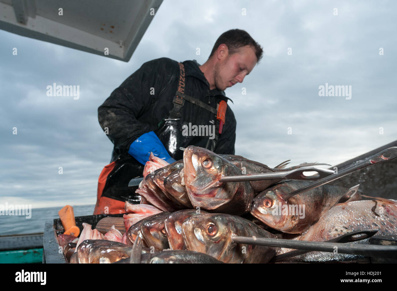 Beine eisen -Fotos und -Bildmaterial in hoher Auflösung – Alamy