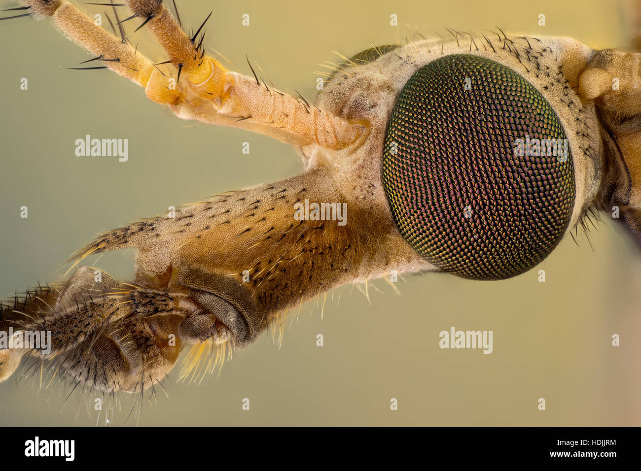 Tipula ist eine sehr große Insekt Gattung in der Fliege Familie ...