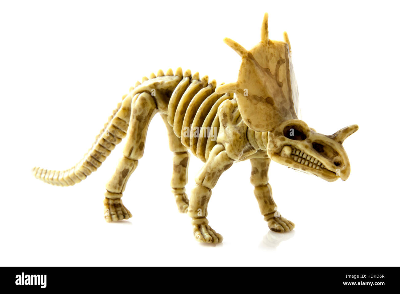 Protoceratops skelett -Fotos und -Bildmaterial in hoher Auflösung – Alamy