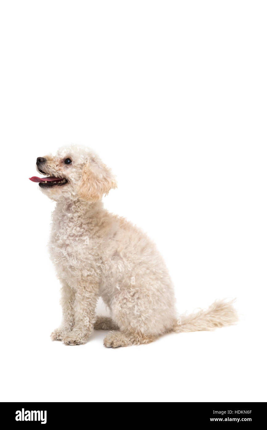 Pudel isoliert -Fotos und -Bildmaterial in hoher Auflösung – Alamy