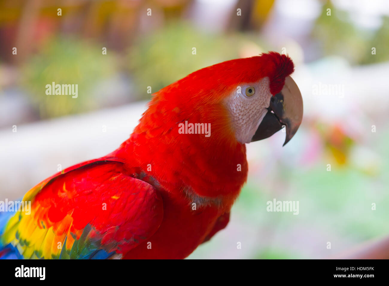Dominikanischer papagei -Fotos und -Bildmaterial in hoher Auflösung – Alamy