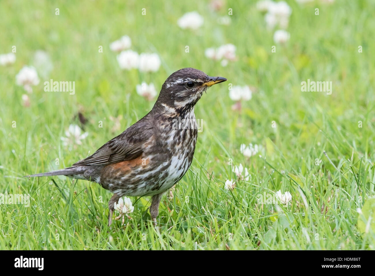 Rotdrossel Drossel (Turdus Iliacus) alleinstehende Erwachsene ernähren ...