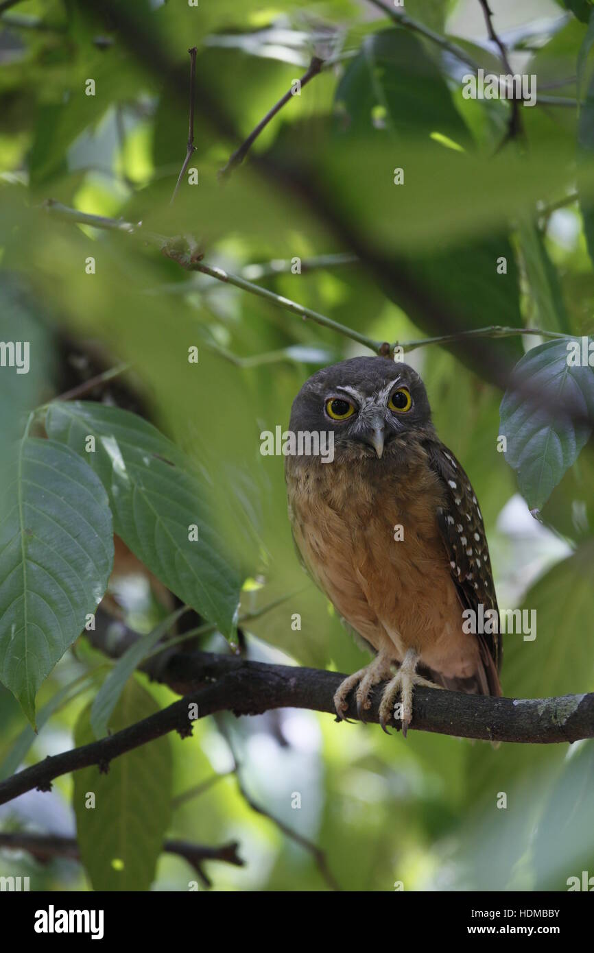 Ninox boobook -Fotos und -Bildmaterial in hoher Auflösung – Alamy