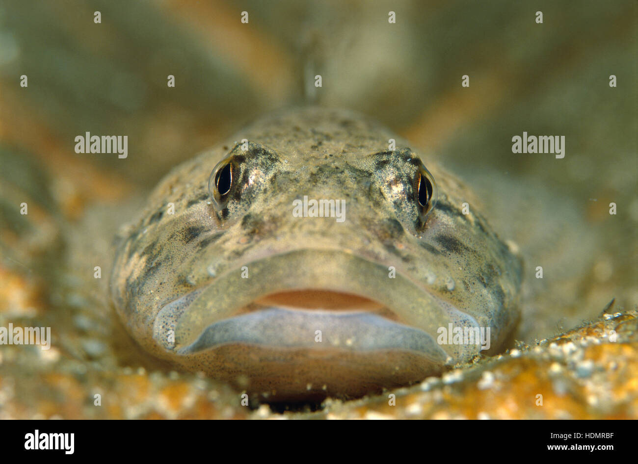 Groppe cottus gobio -Fotos und -Bildmaterial in hoher Auflösung – Alamy
