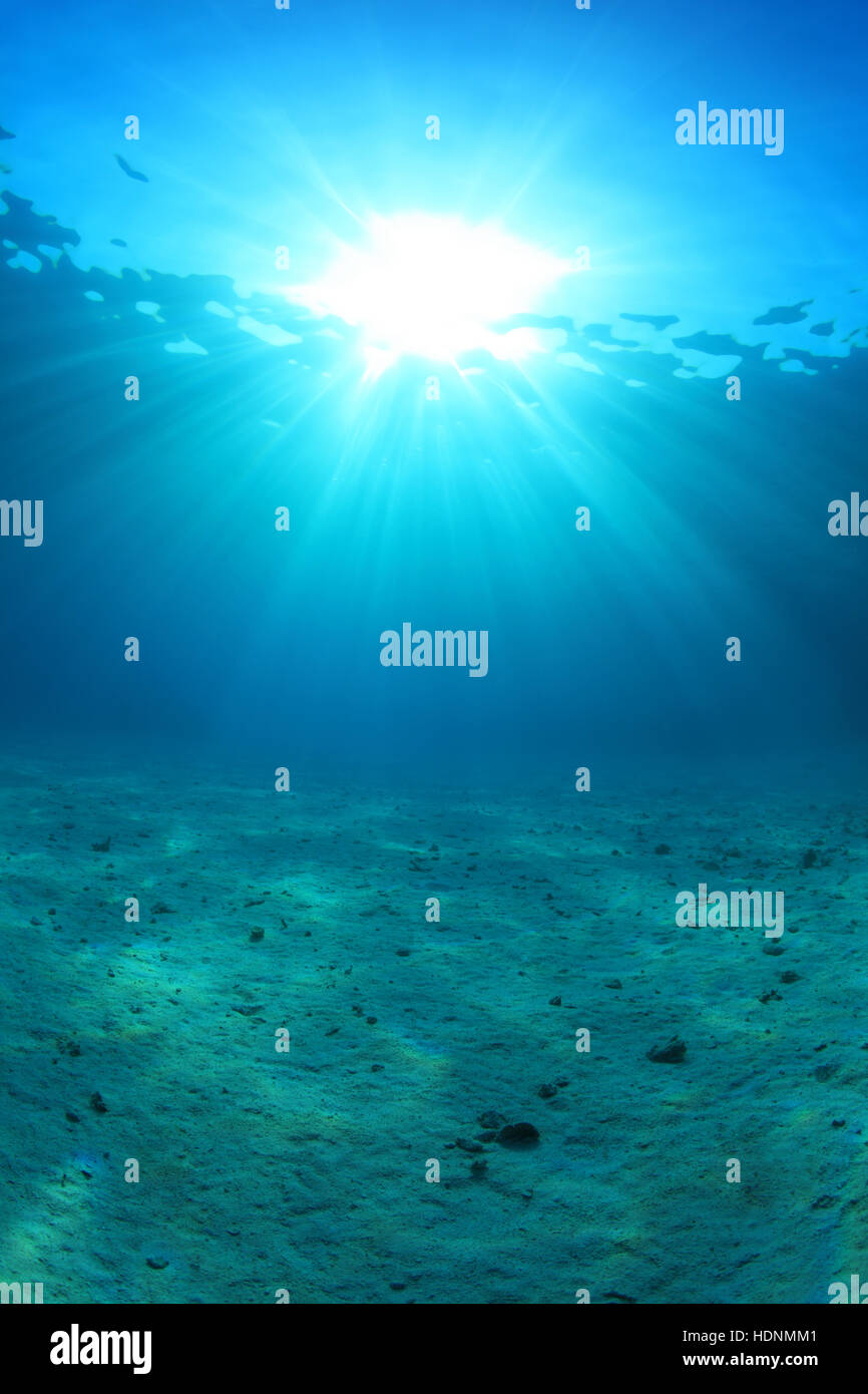 Lebensraum meeresboden -Fotos und -Bildmaterial in hoher Auflösung – Alamy