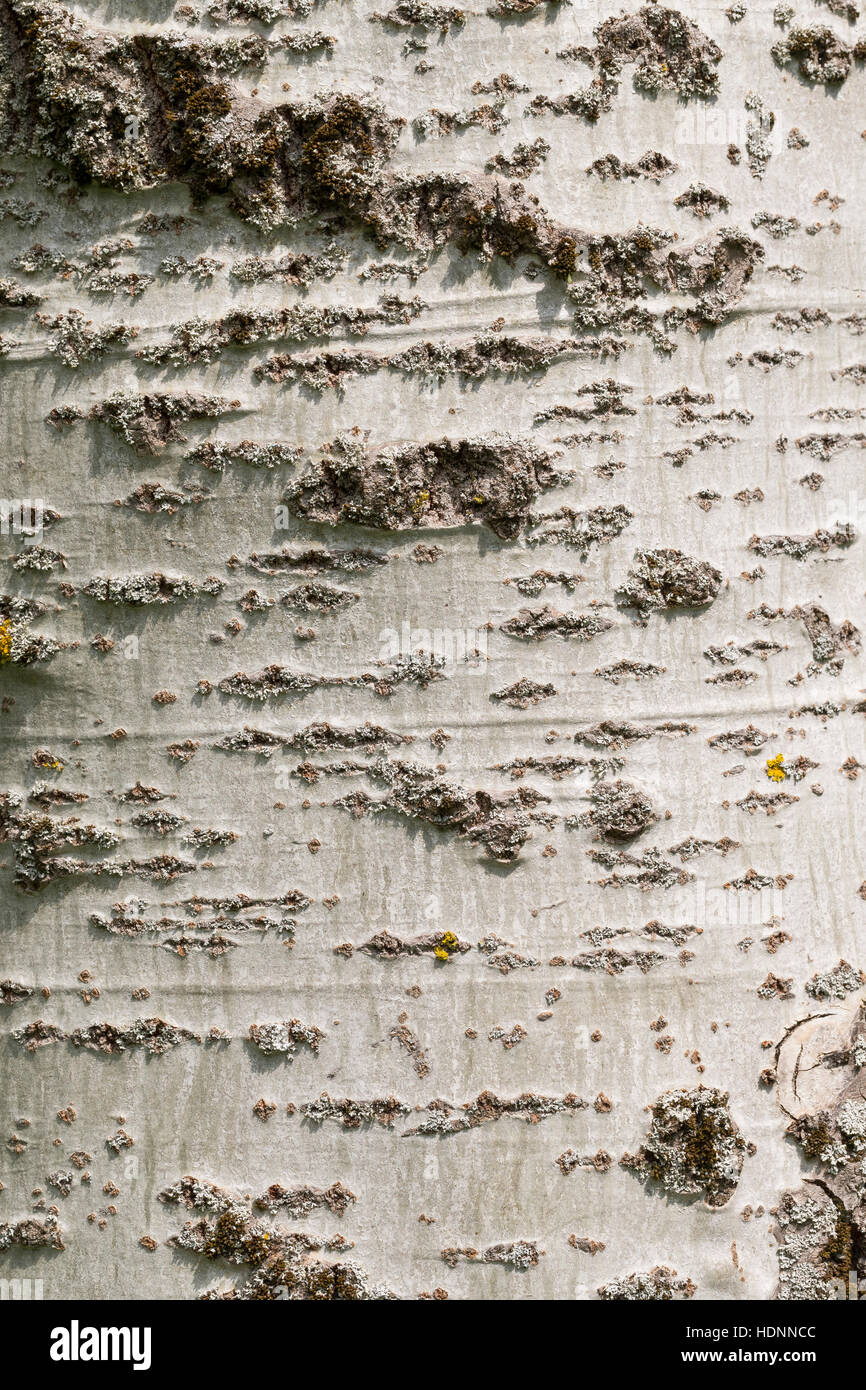 Silber-Pappel Silberpappel, Pappel, Rinde, Borke, Stamm, Populus Alba ...