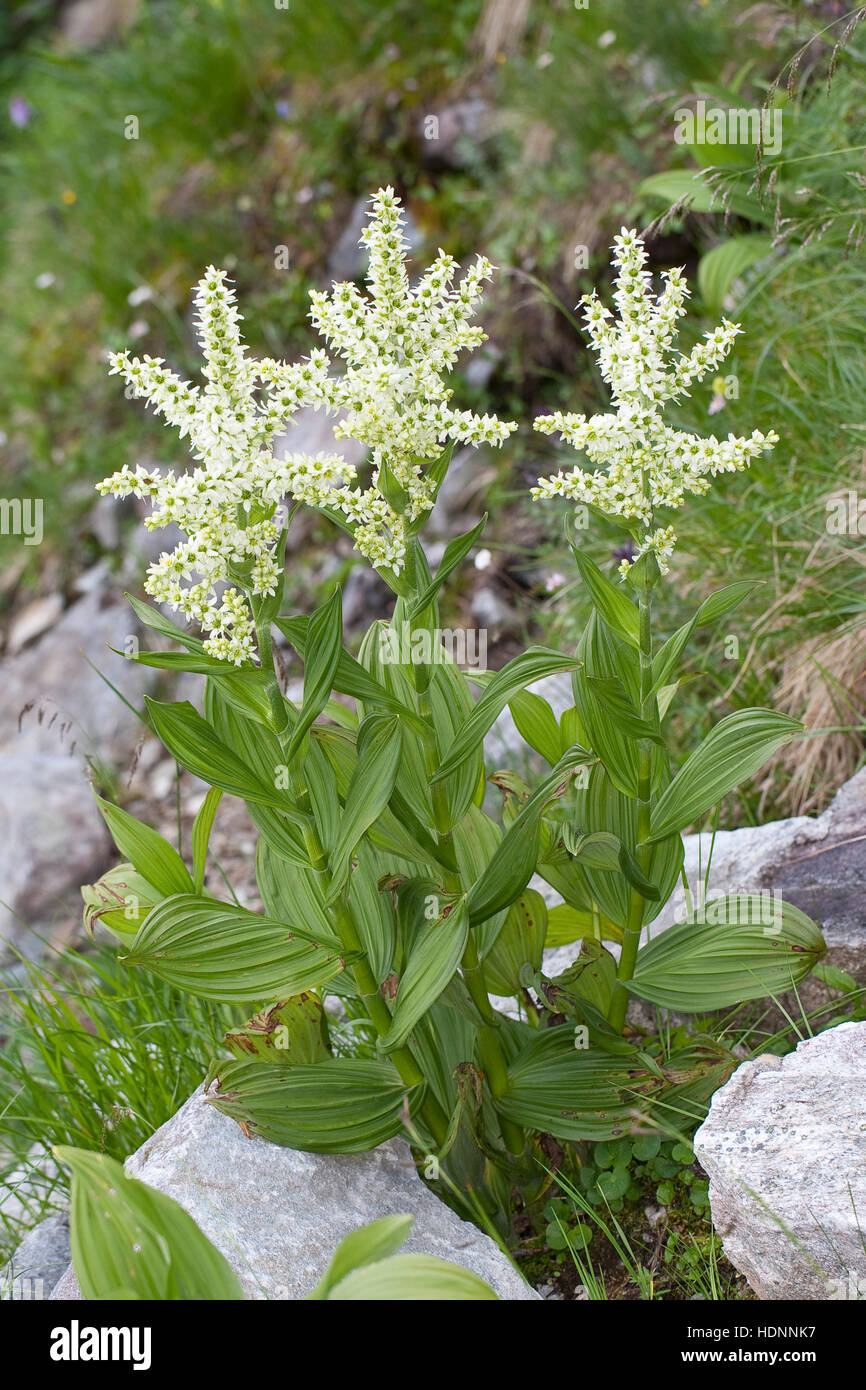 Weiss germer -Fotos und -Bildmaterial in hoher Auflösung – Alamy