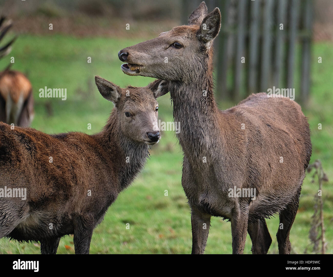 Weibliches Rotwild im Country Park Stockfotografie - Alamy