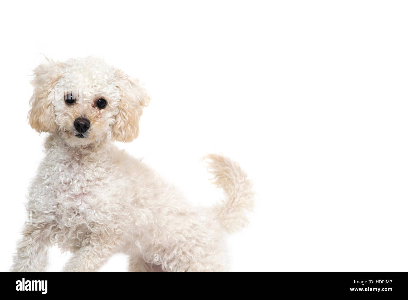 Pudel Isoliert Stockfotos und -bilder Kaufen - Alamy