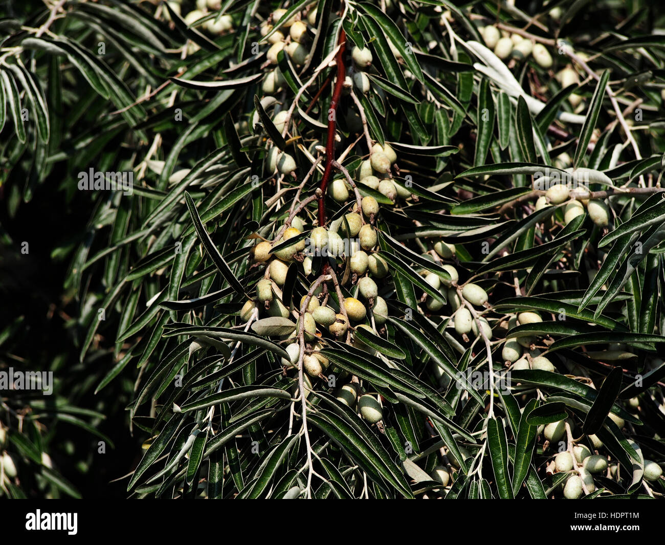 Oleaster, Russische olive - Elaeagnus angustifolia Stockfotografie - Alamy