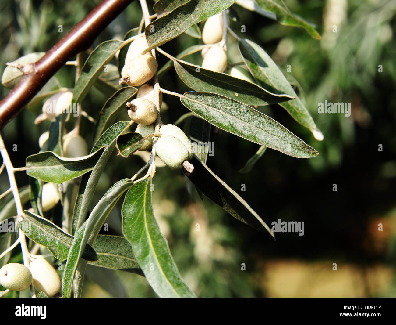 Elaeagnus tree -Fotos und -Bildmaterial in hoher Auflösung – Alamy