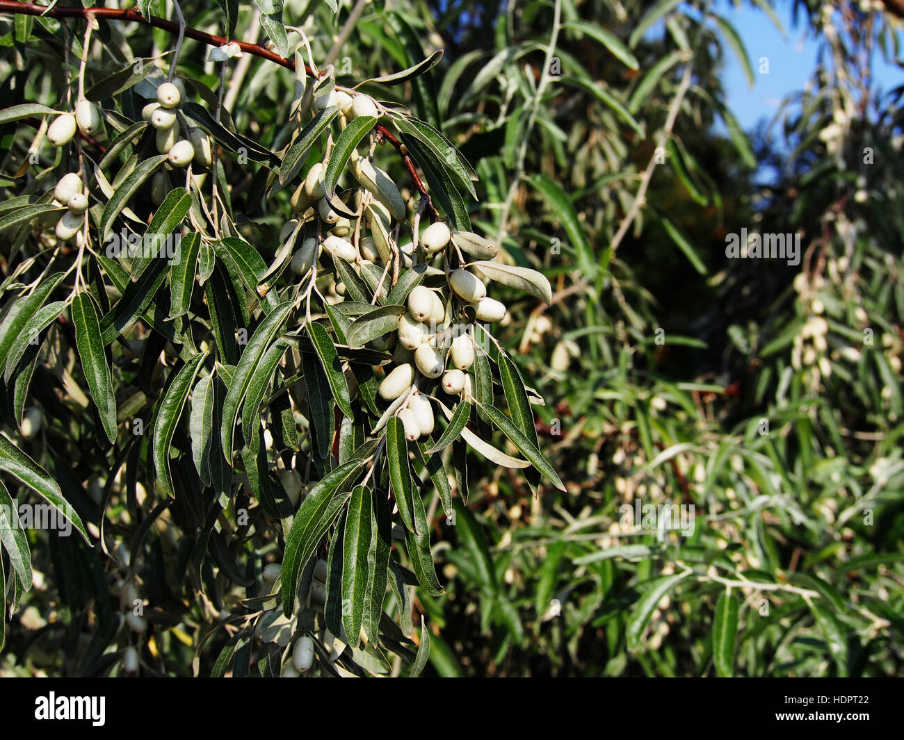 Oleaster, Russische olive - Elaeagnus angustifolia Stockfotografie - Alamy