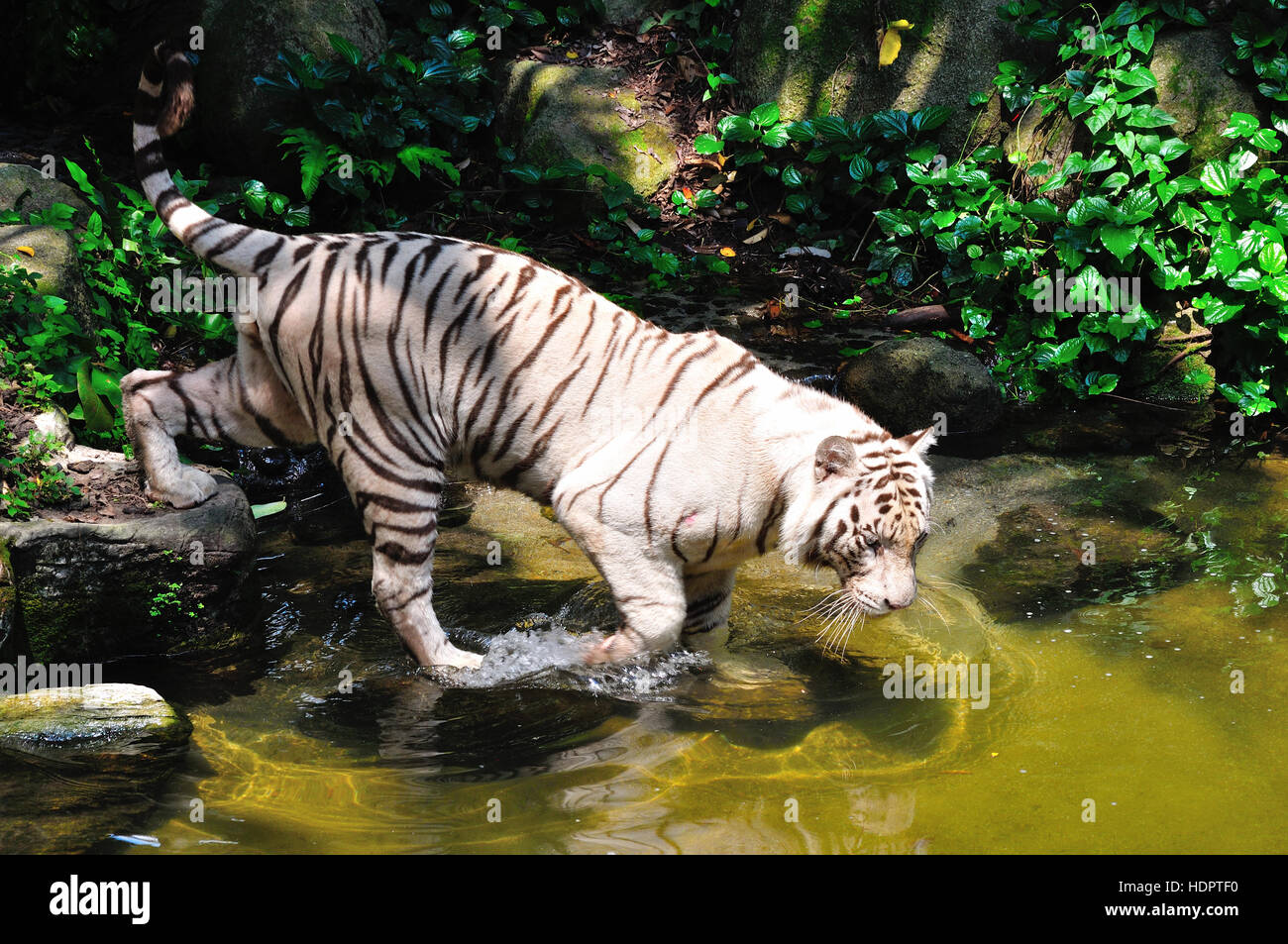 Tiger bach -Fotos und -Bildmaterial in hoher Auflösung – Alamy