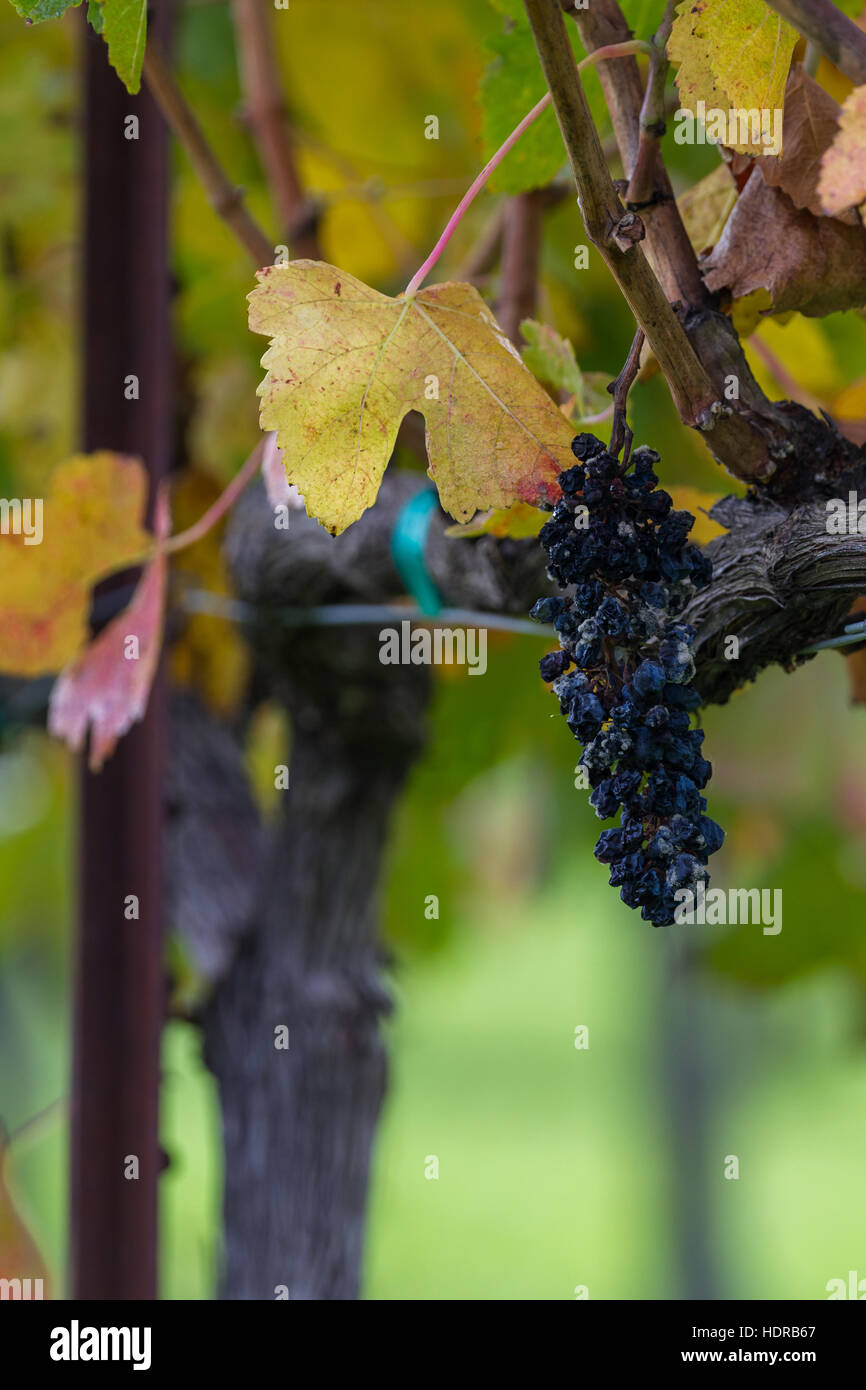Blue nun wine -Fotos und -Bildmaterial in hoher Auflösung – Alamy