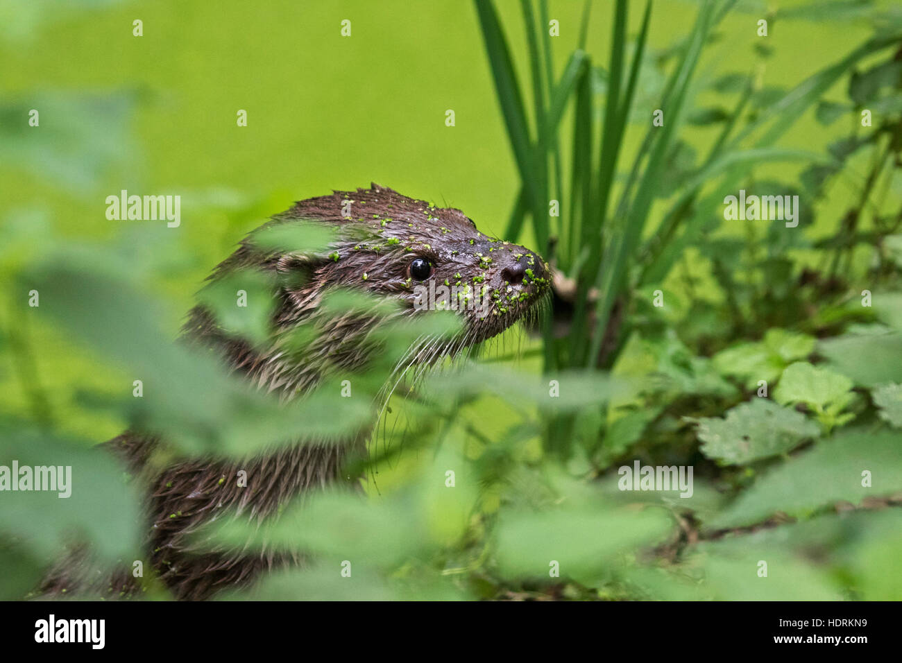 Otter teich -Fotos und -Bildmaterial in hoher Auflösung – Alamy