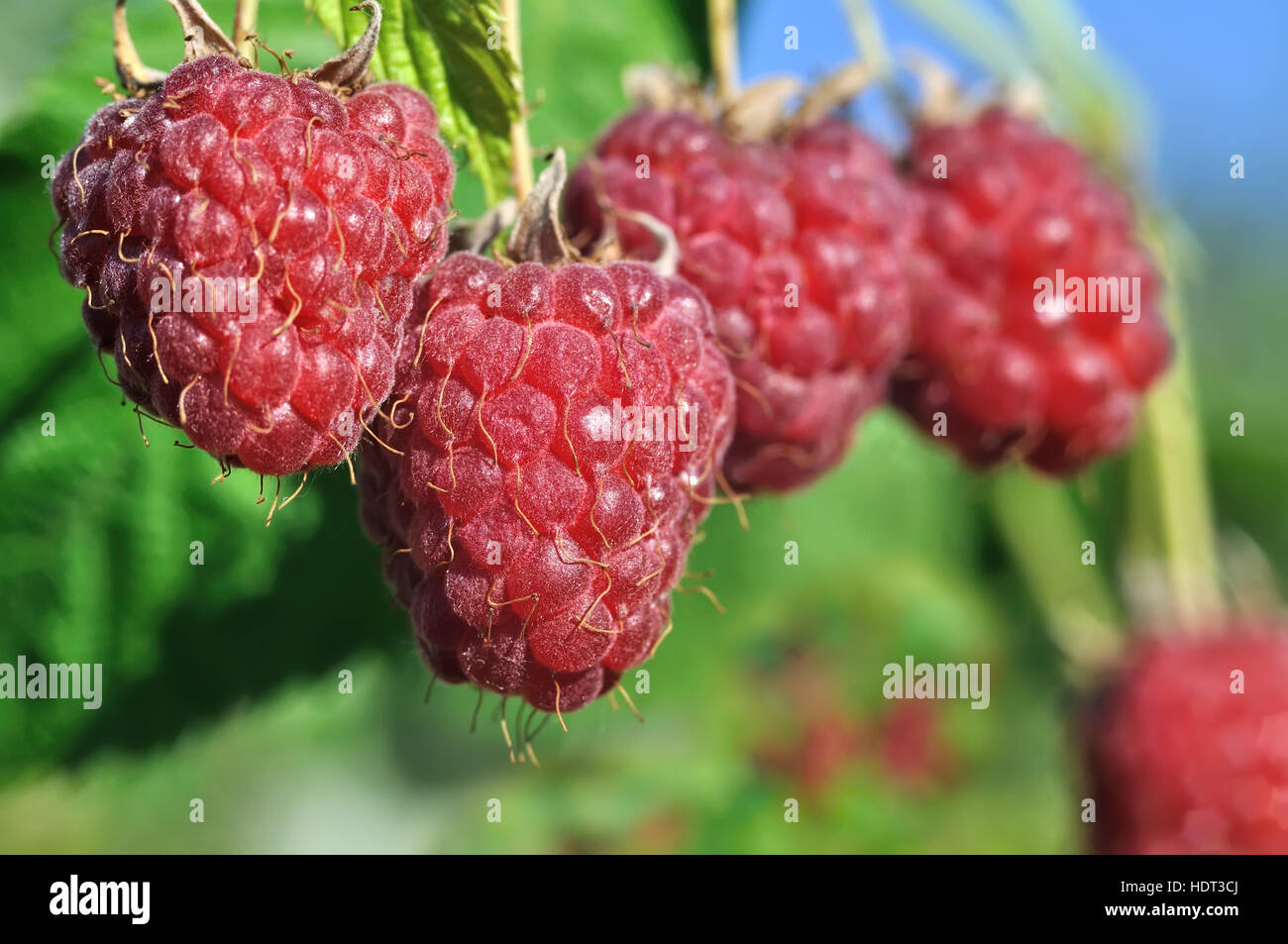 Himbeerbusch reif sommer beere rot -Fotos und -Bildmaterial in hoher ...