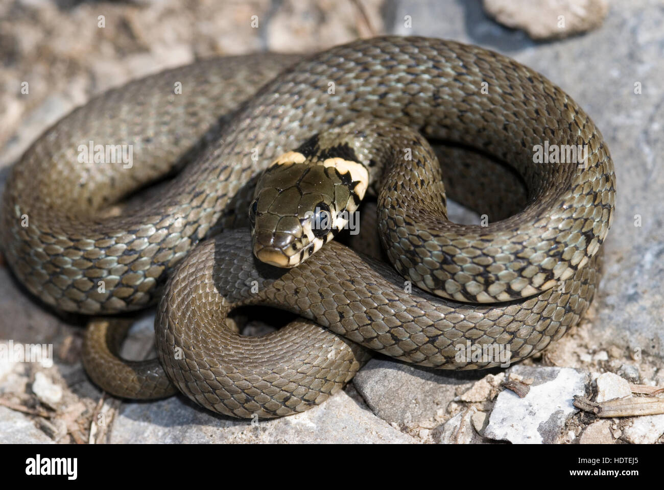 Ringelnatter, beringt, Schlange oder Wasserschlange (Natrix Natrix ...