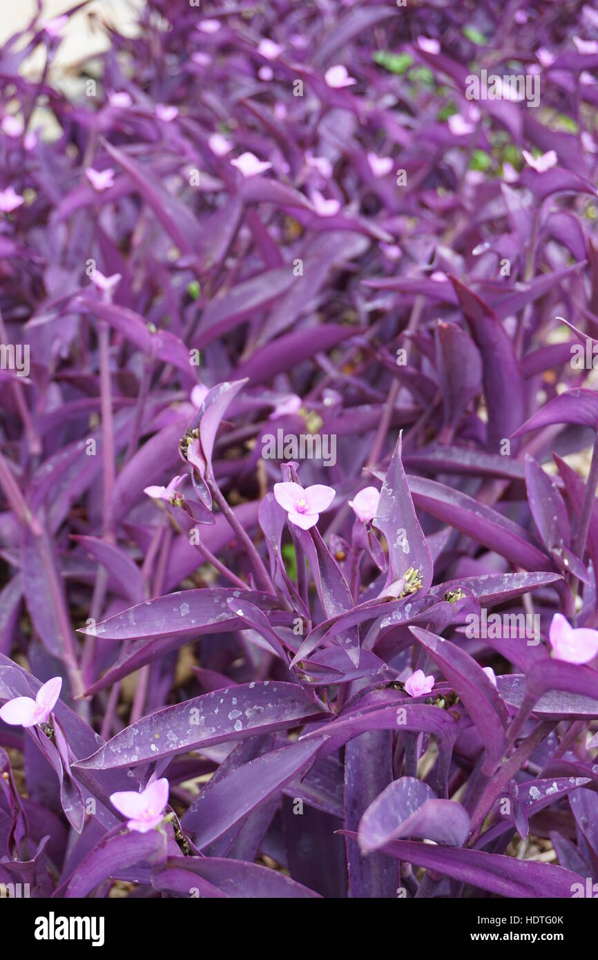 Lila Tradescantia Dreimasterblume Pflanze Stockfotografie - Alamy