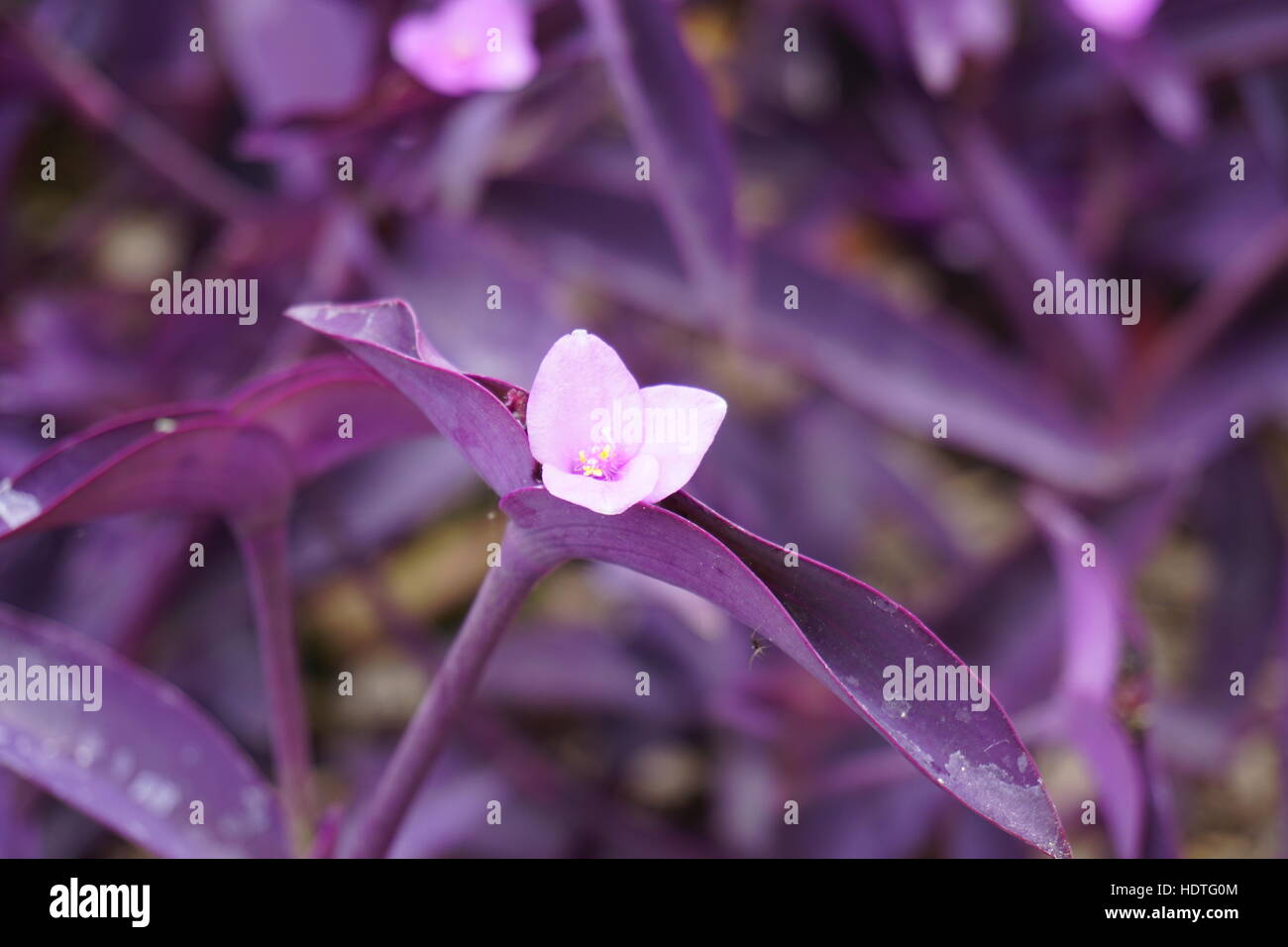 Purple tradescantia -Fotos und -Bildmaterial in hoher Auflösung – Alamy