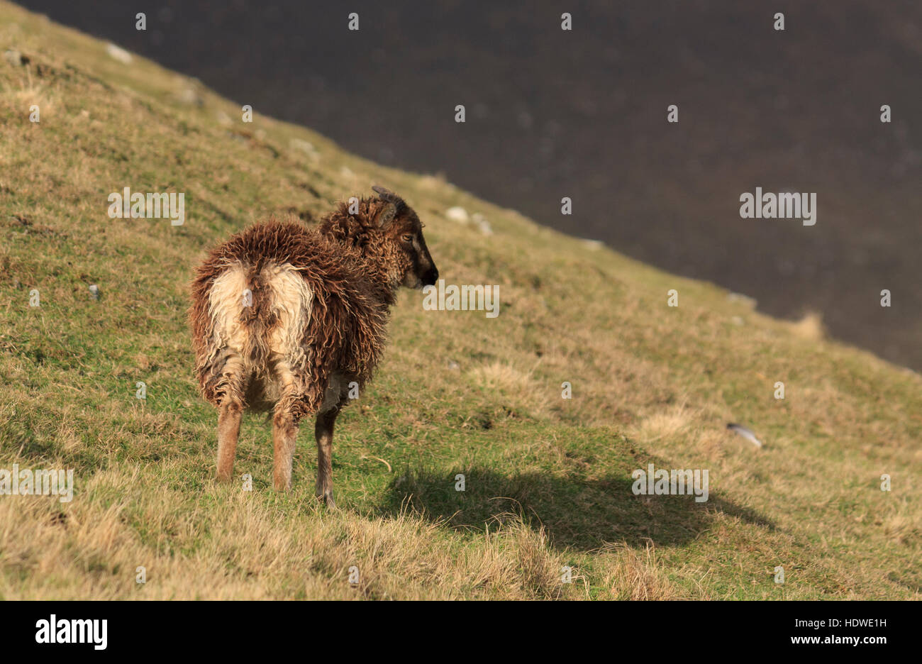 Feral sheep -Fotos und -Bildmaterial in hoher Auflösung – Alamy