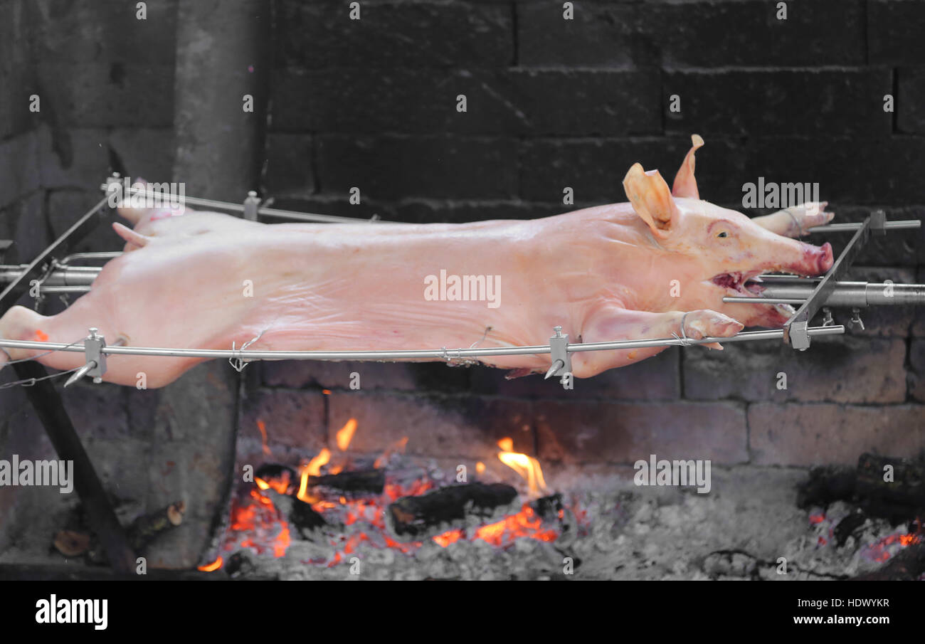 Fettes schwein -Fotos und -Bildmaterial in hoher Auflösung – Alamy