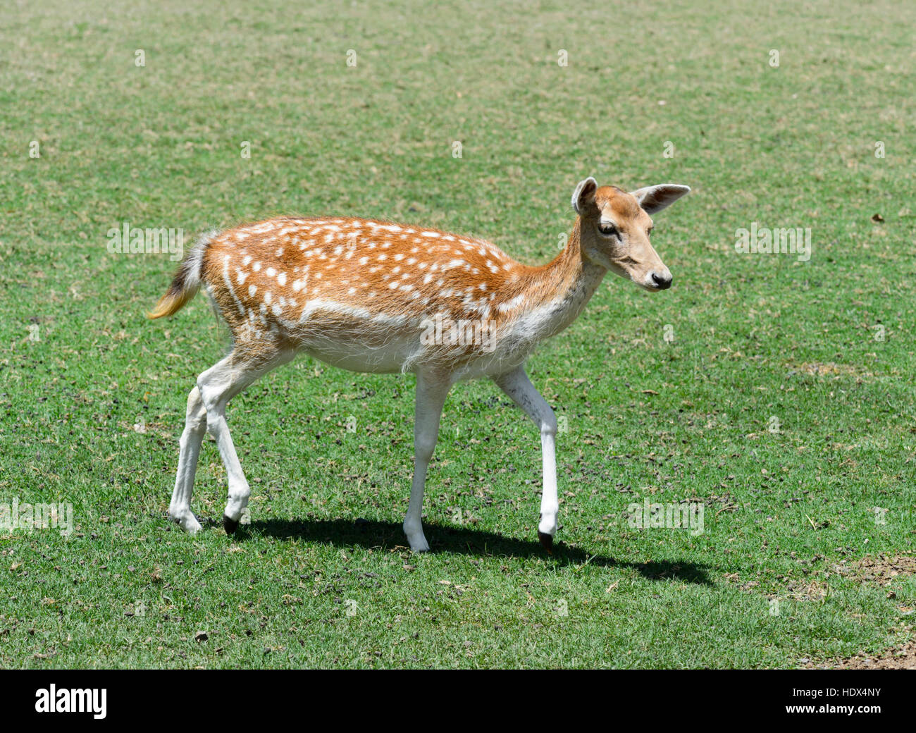 European fallow deer dama dama dama -Fotos und -Bildmaterial in hoher ...